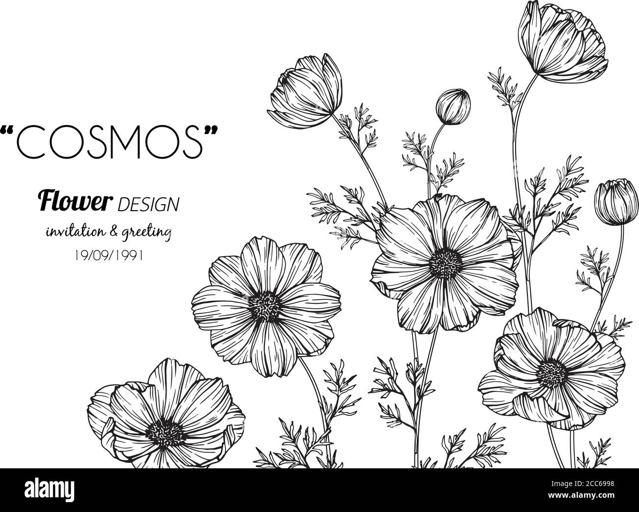 Cosmos flower and leaf hand drawn botanical illustration with line art ...