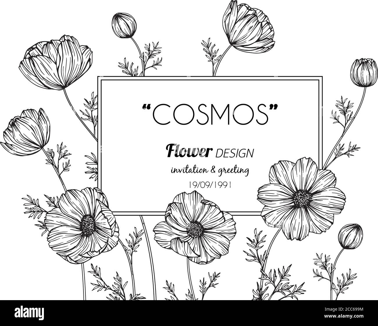 Cosmos flower and leaf hand drawn botanical illustration with line art ...