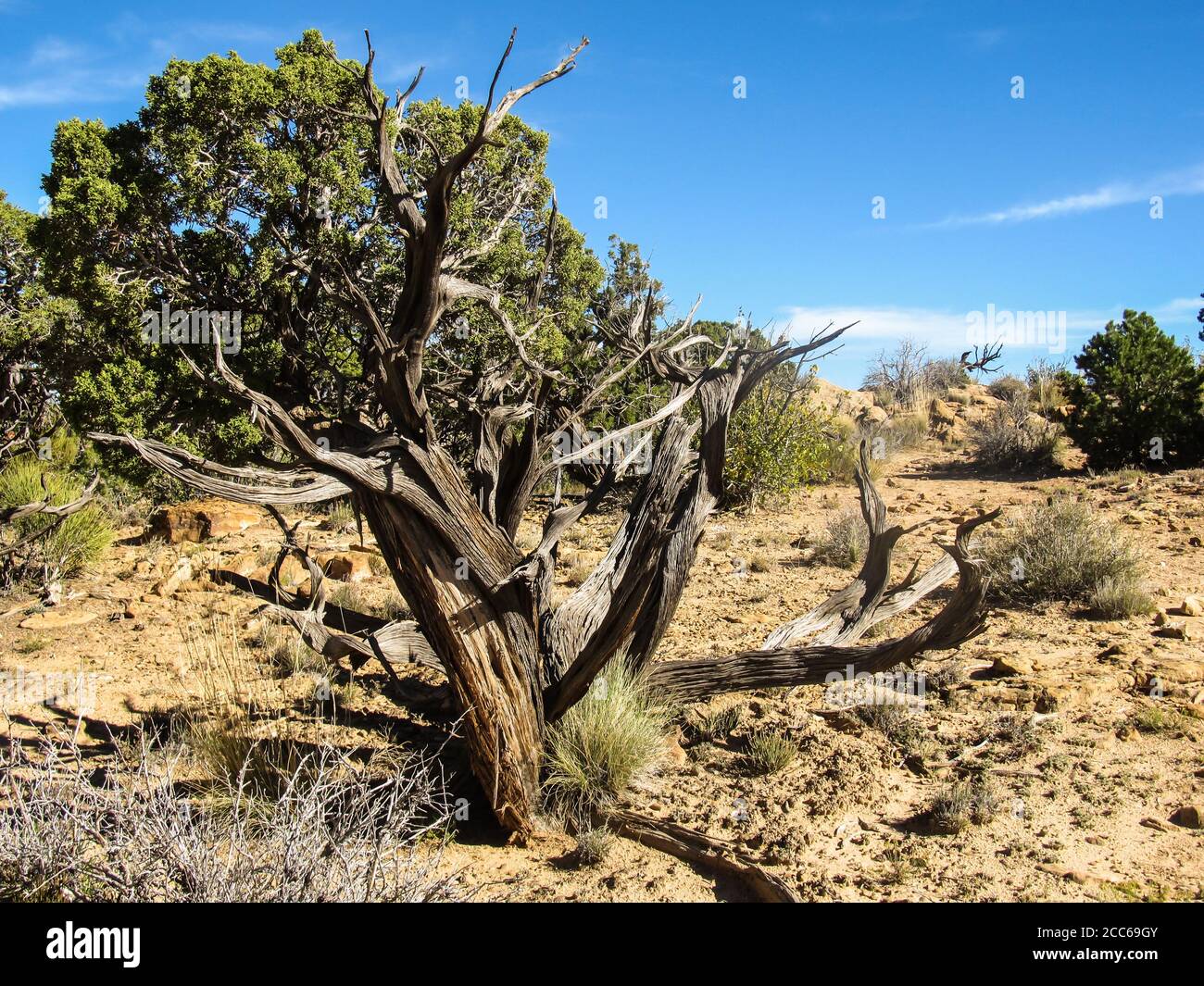 The dry skeletal remains of a dead Utah Juniper in the Bookcliffs of ...