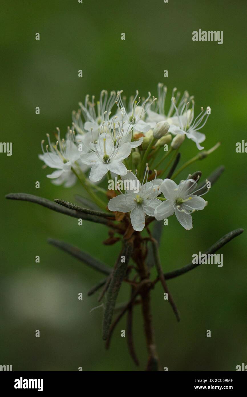 Labrador Tea, Rhododendron tomentosum Stock Photo - Alamy