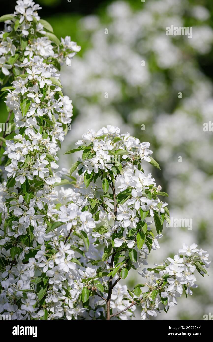 Beautiful apple tree flowering in city park close-up Stock Photo - Alamy