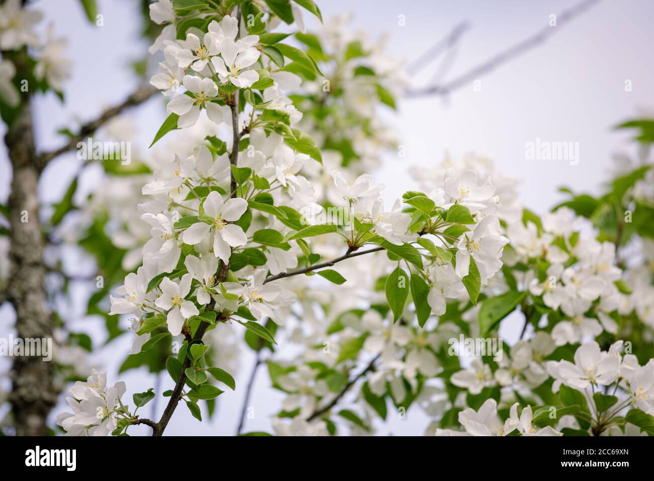 Beautiful apple tree flowering in city park close-up Stock Photo - Alamy