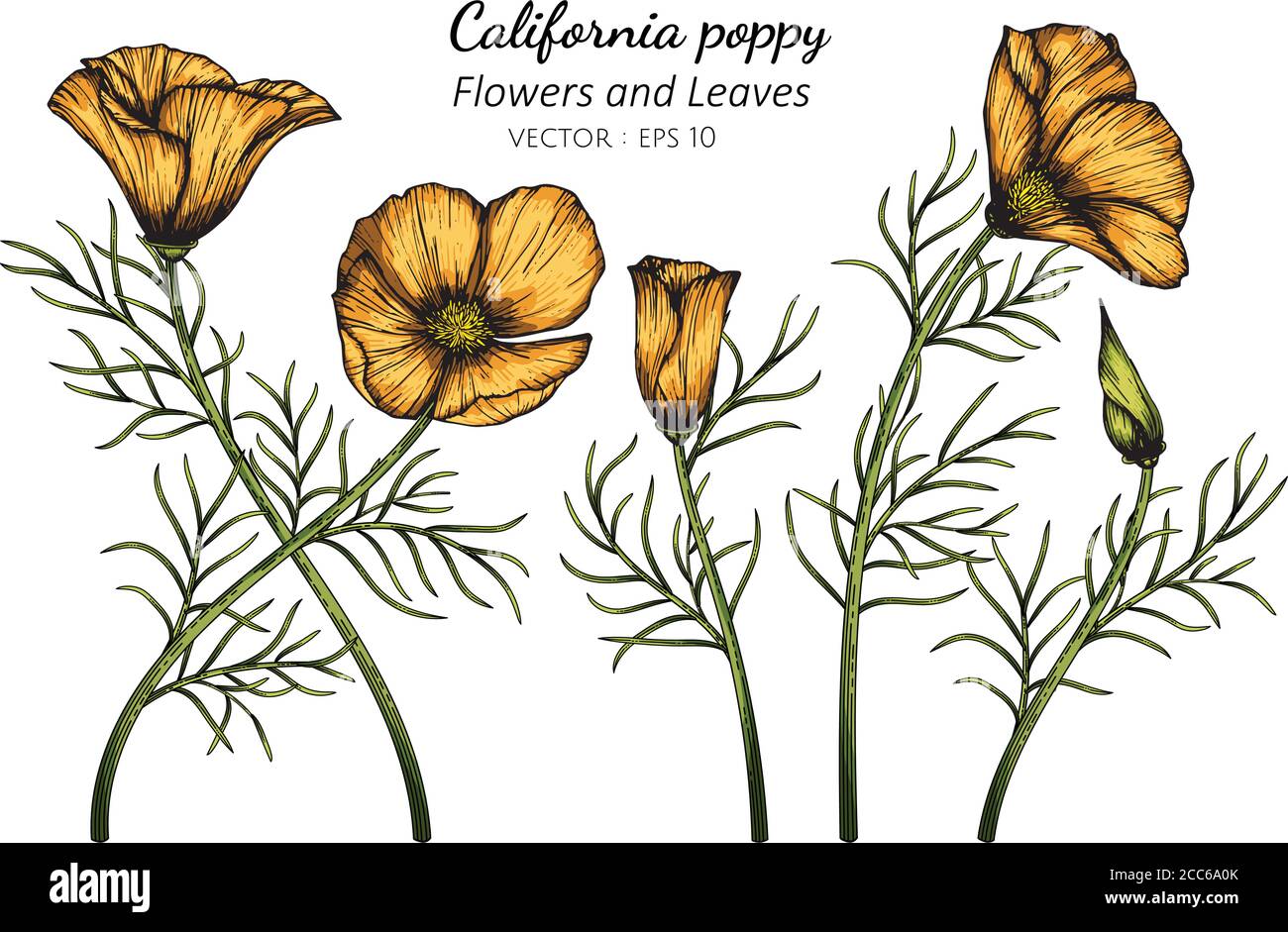 Golden Poppy Drawing
