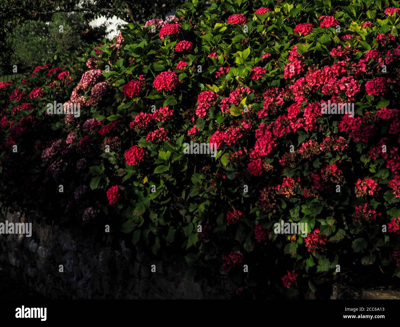 Details of plants and vegetation found in the Batzan Valley in the ...