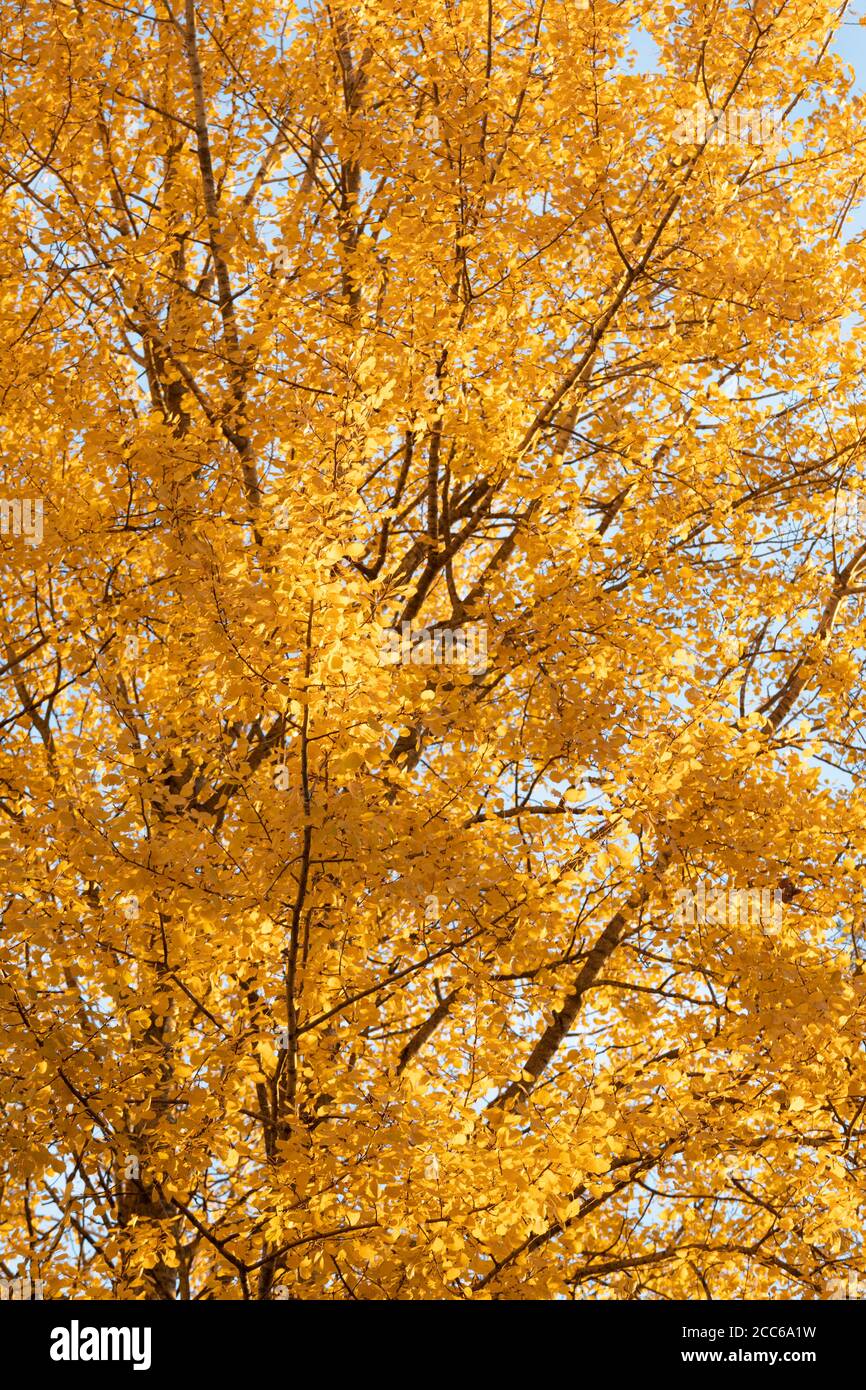 Yellow aspen tree foliage in golden sunlight close view Stock Photo - Alamy