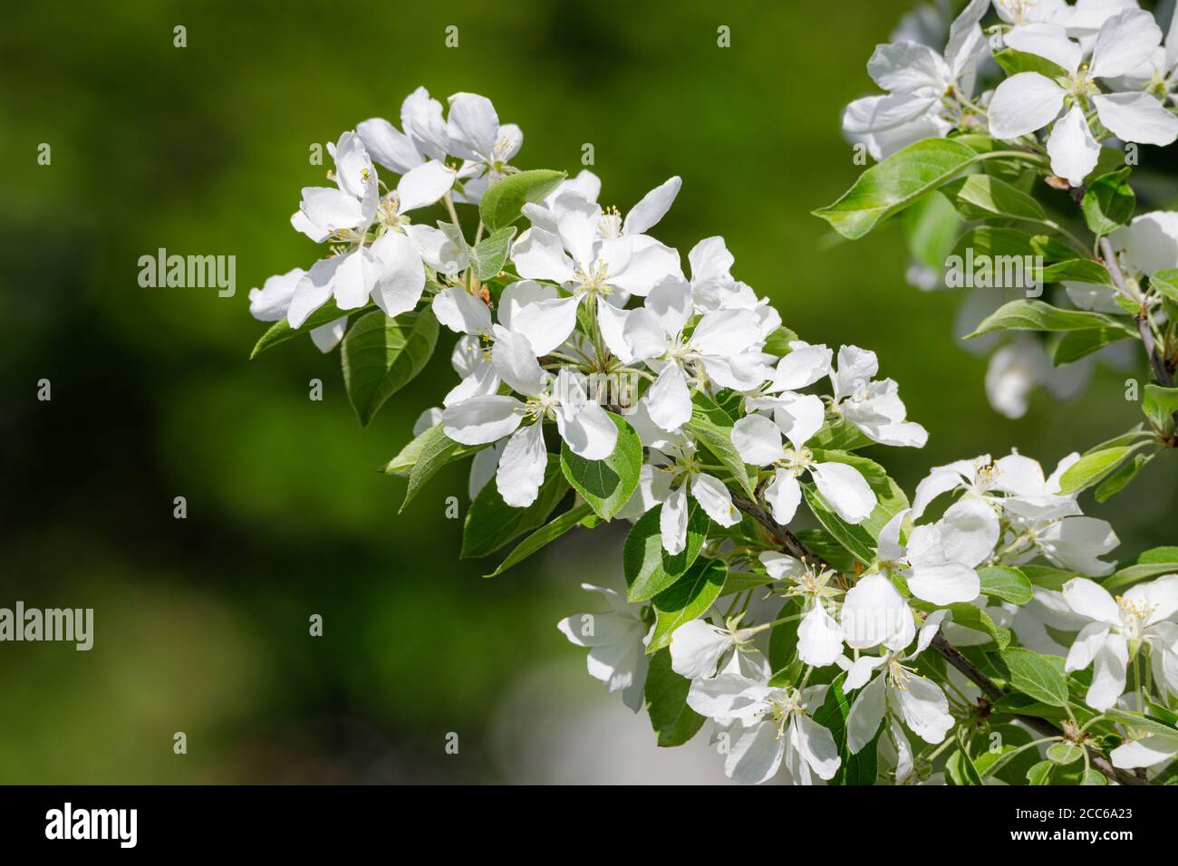 Beautiful apple tree flowering in city park close-up Stock Photo - Alamy
