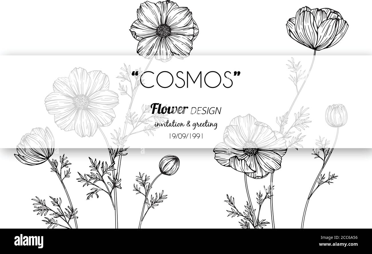 Cosmos flower and leaf hand drawn botanical illustration with line art ...