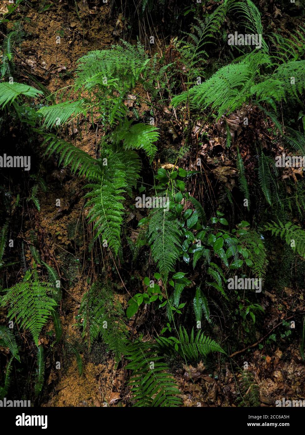 Details of plants and vegetation found in the Batzan Valley in the ...
