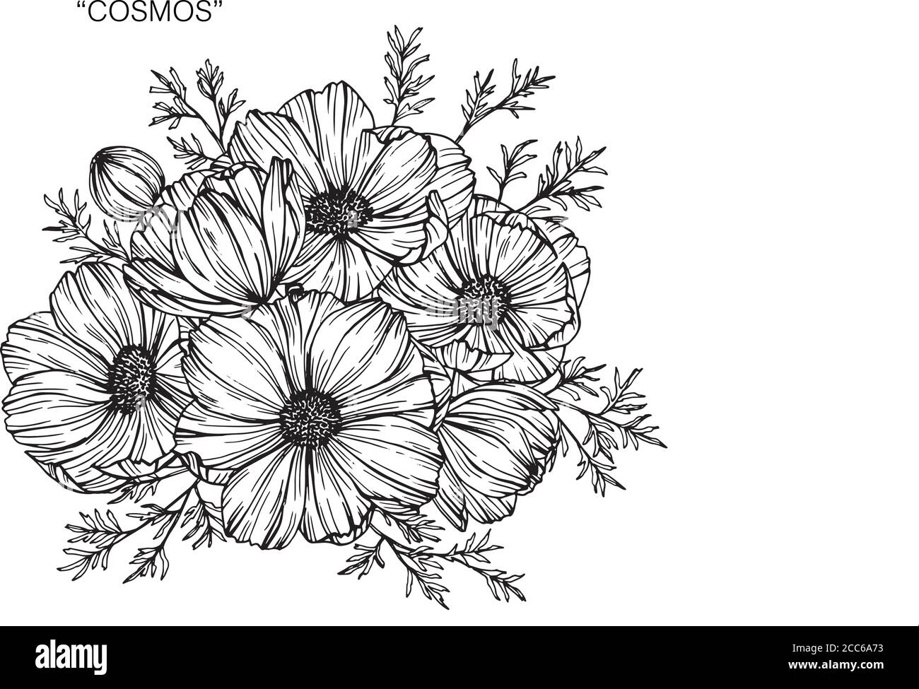 Cosmos flower and leaf hand drawn botanical illustration with line art ...