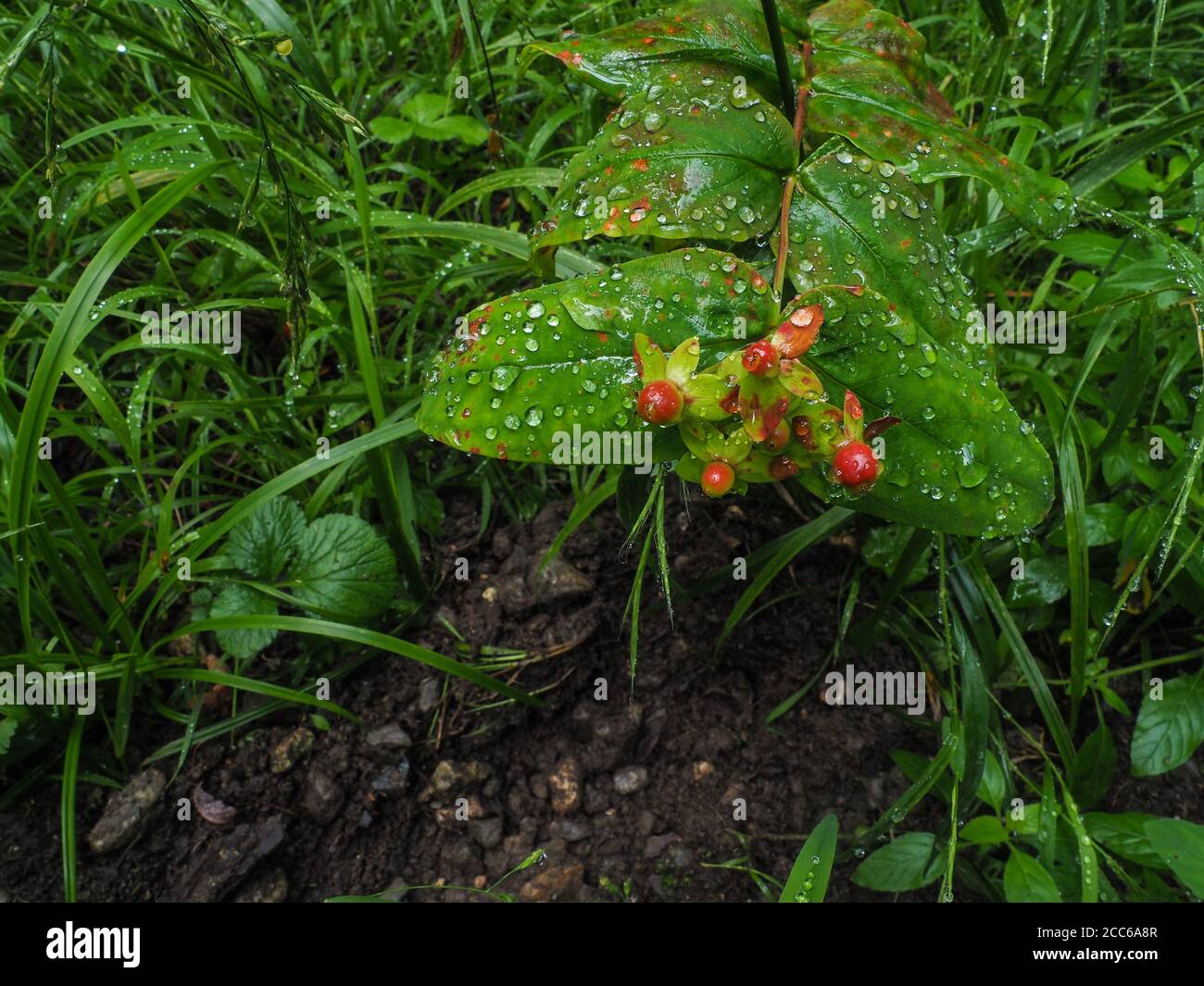Details of plants and vegetation found in the Batzan Valley in the ...