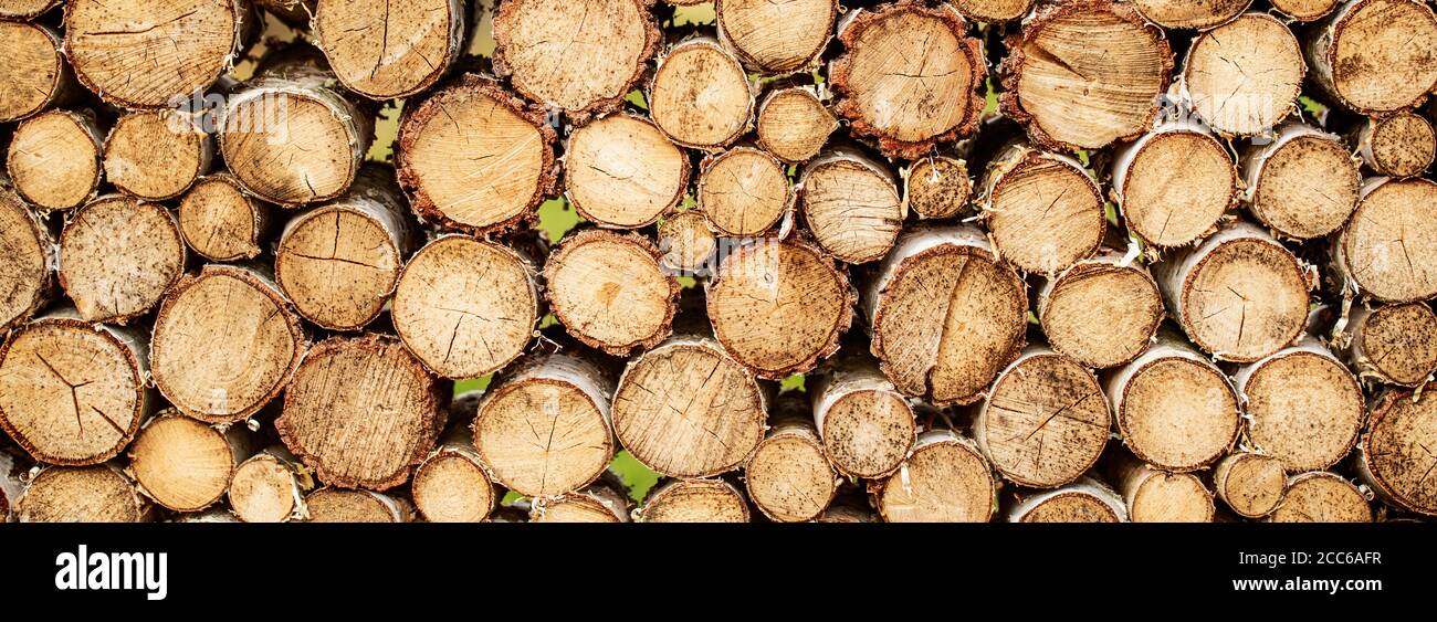 Round teak woods trees circle stumps cutted group. Deforestation. Tree ...