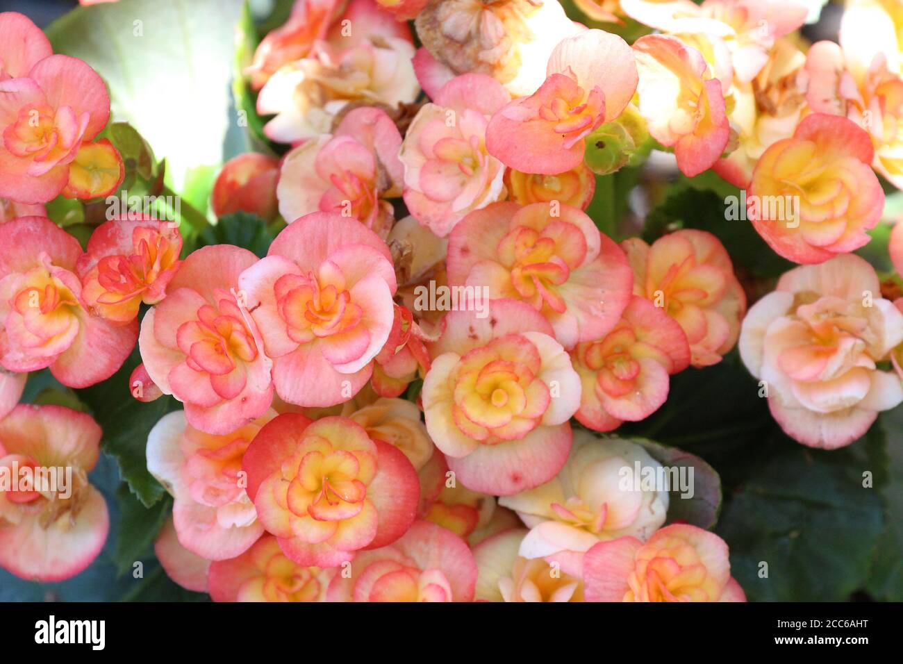 Peach begonias hi-res stock photography and images - Alamy