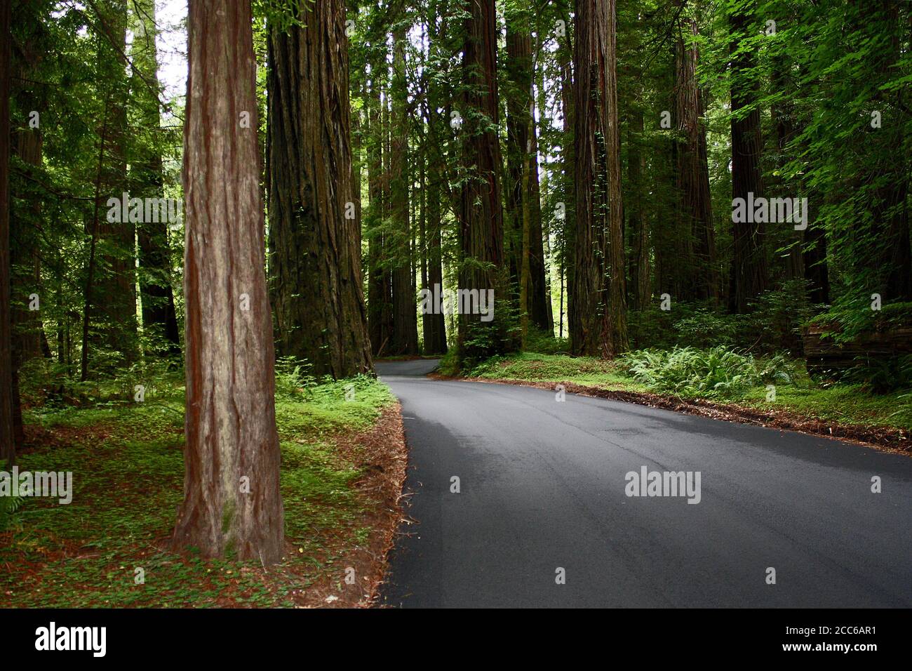 Tall Sequoia Trees in Redwood National Park Stock Photo - Alamy