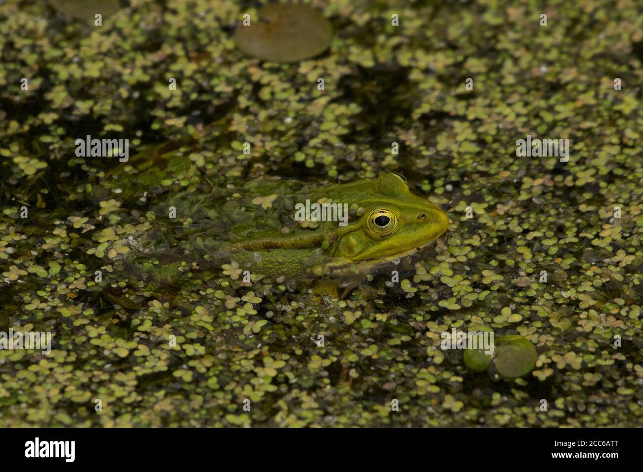 Pool or Marsh Frog in duckweed Stock Photo - Alamy