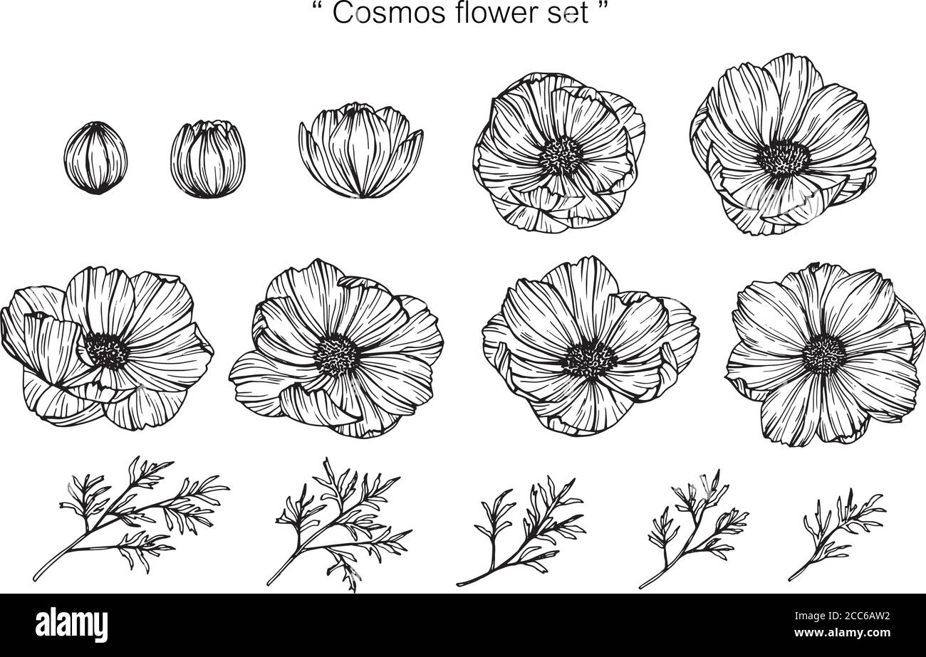Cosmos flower and leaf hand drawn botanical illustration with line art ...