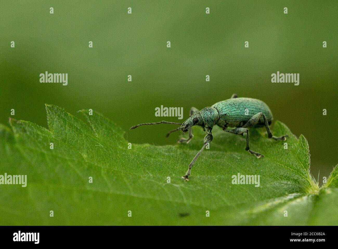 Green shiny weevil bug hi-res stock photography and images - Alamy