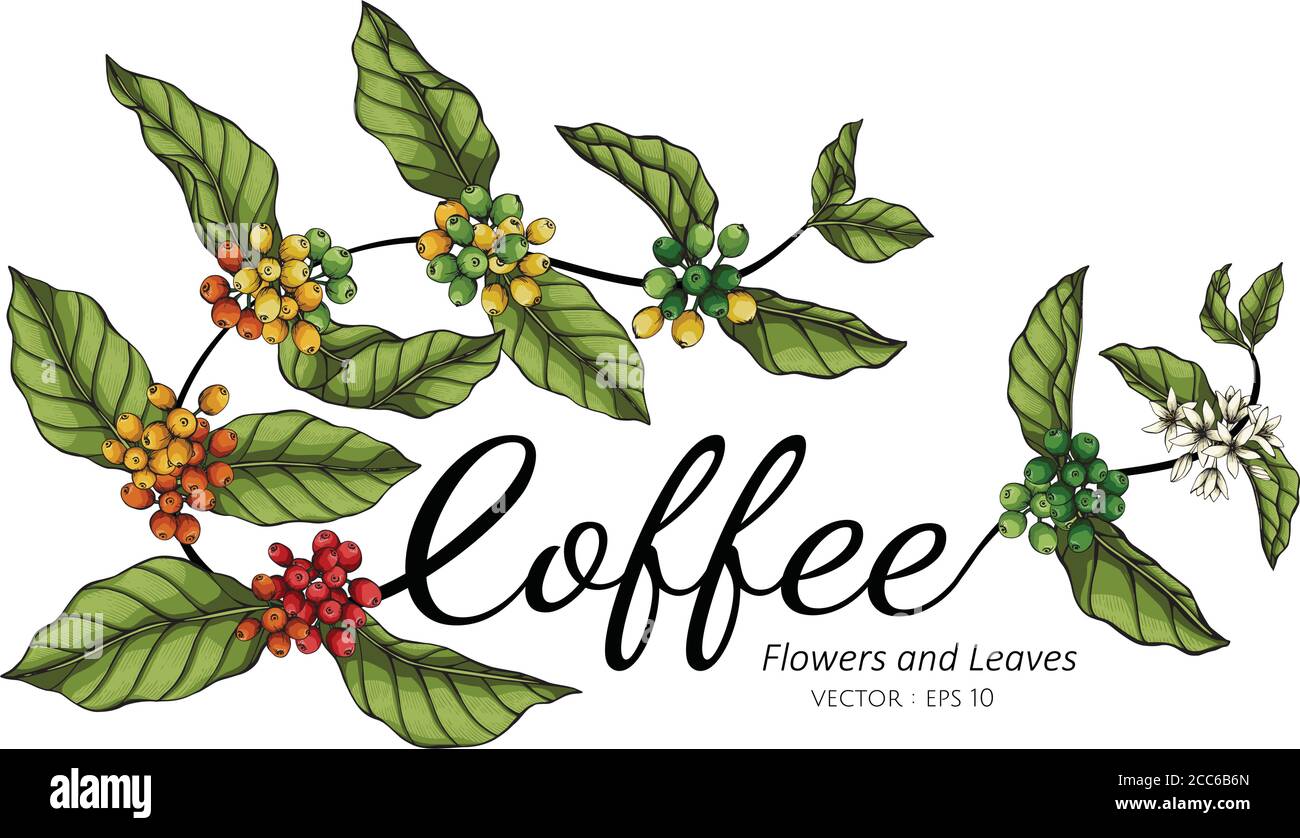 Coffee flower and leaf drawing illustration with line art on white ...