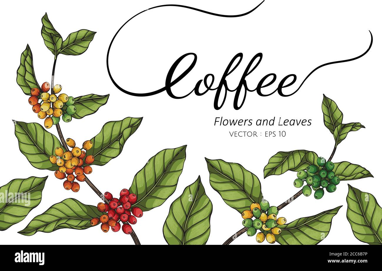 Coffee flower and leaf drawing illustration with line art on white ...