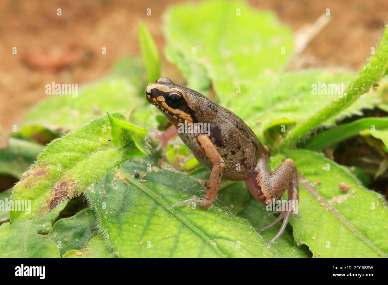 Pygmy frog hi-res stock photography and images - Alamy
