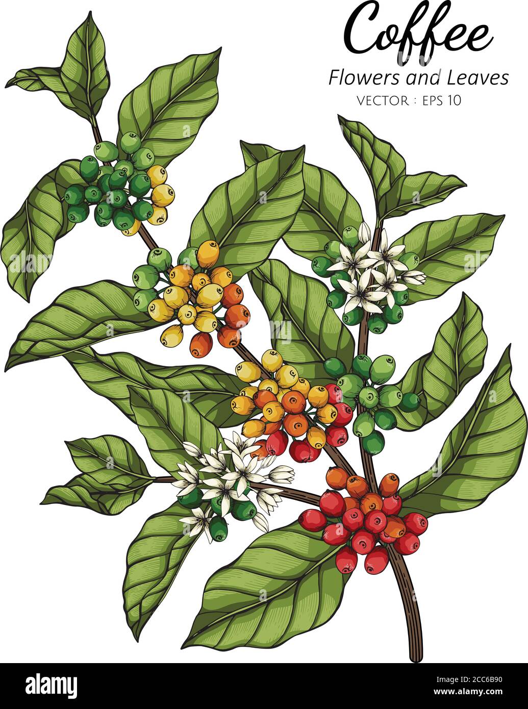 Coffee flower and leaf drawing illustration with line art on white ...