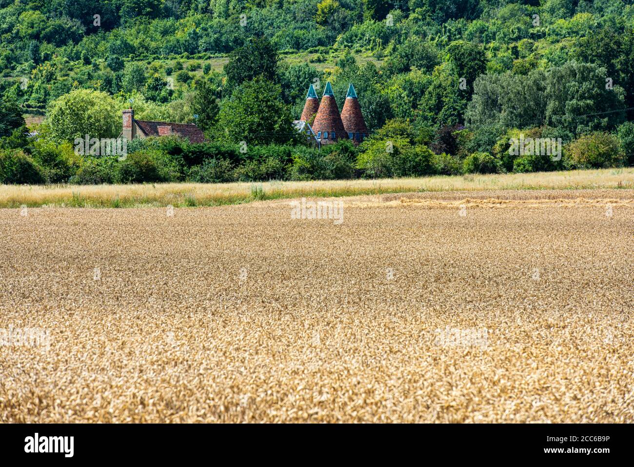 Wheat Fields near Shoreham in Kent, England Stock Photo - Alamy