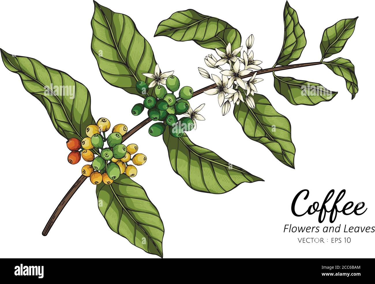 Coffee flower and leaf drawing illustration with line art on white ...