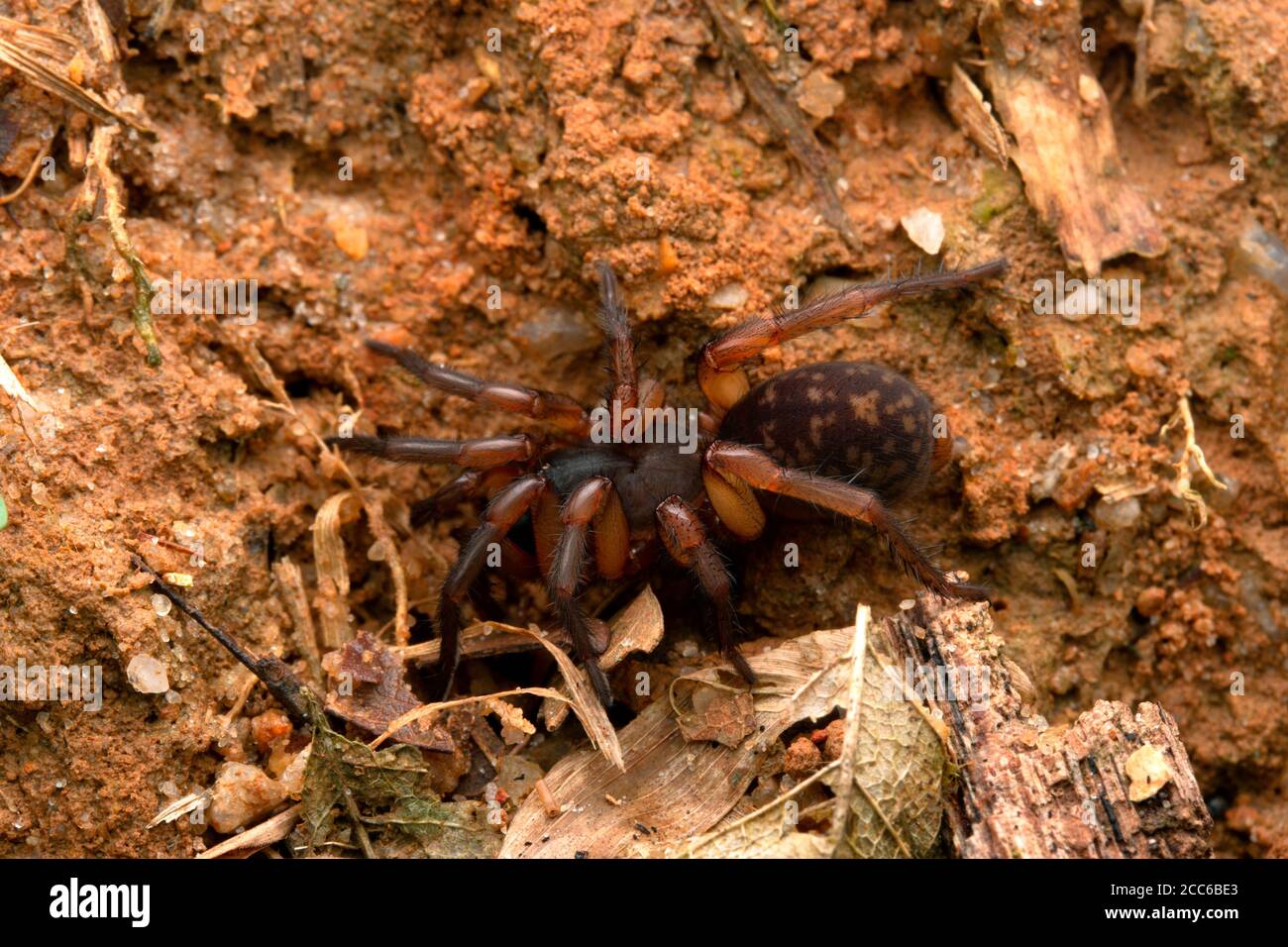 Trapdoor Spiders High Resolution Stock Photography and Images - Alamy