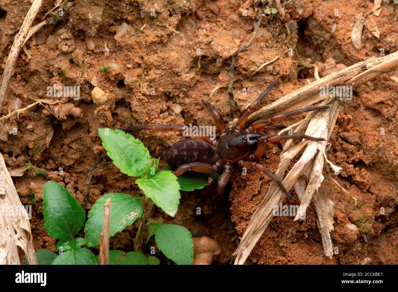 Tube web spider hi-res stock photography and images - Alamy