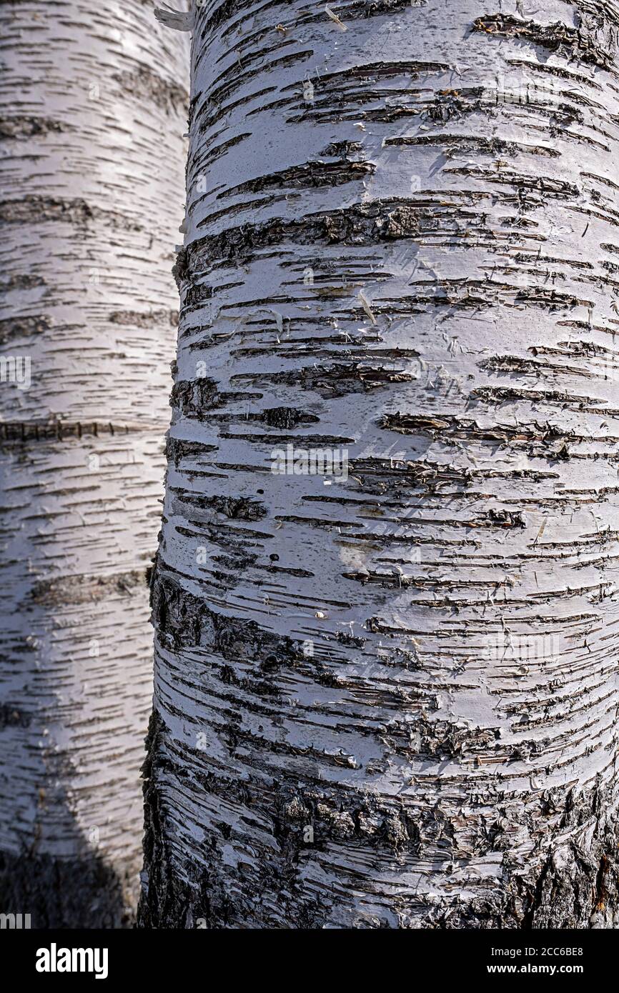 birch bark white with dark horizontal lines Stock Photo - Alamy