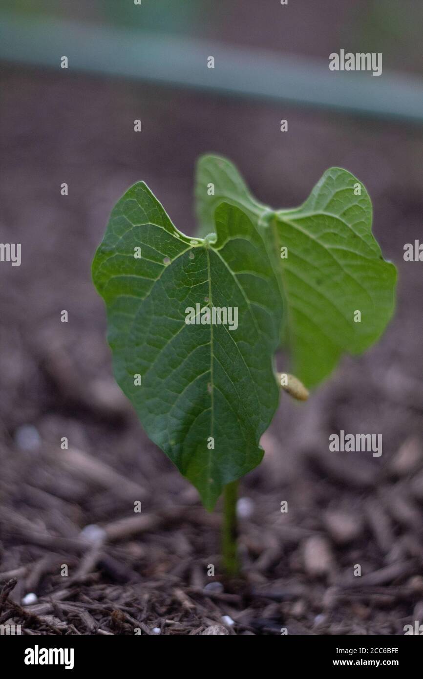Closeup of young bush bean plant Stock Photo - Alamy