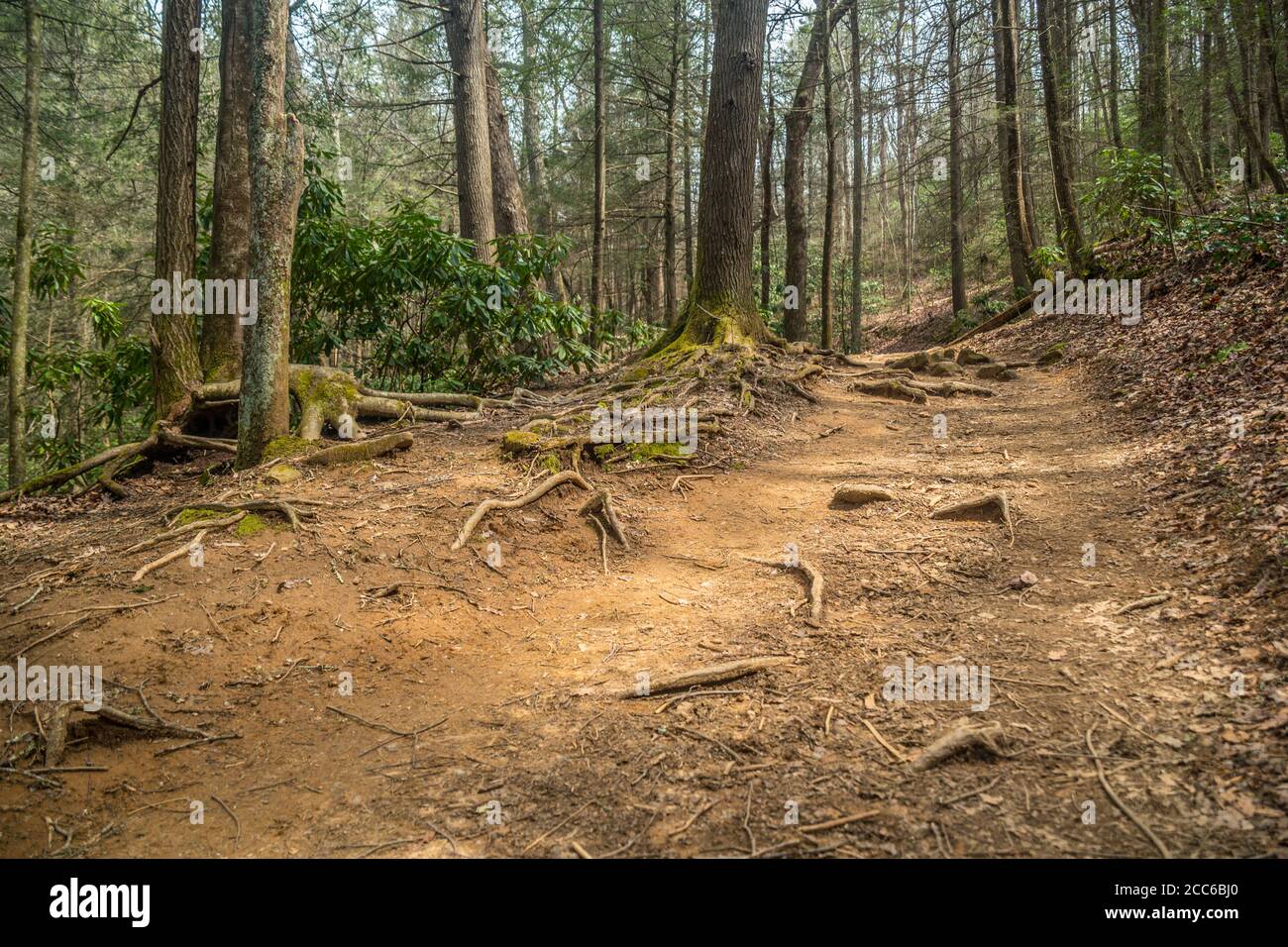 Can ride the road, but trails are a mystery : r/onewheel