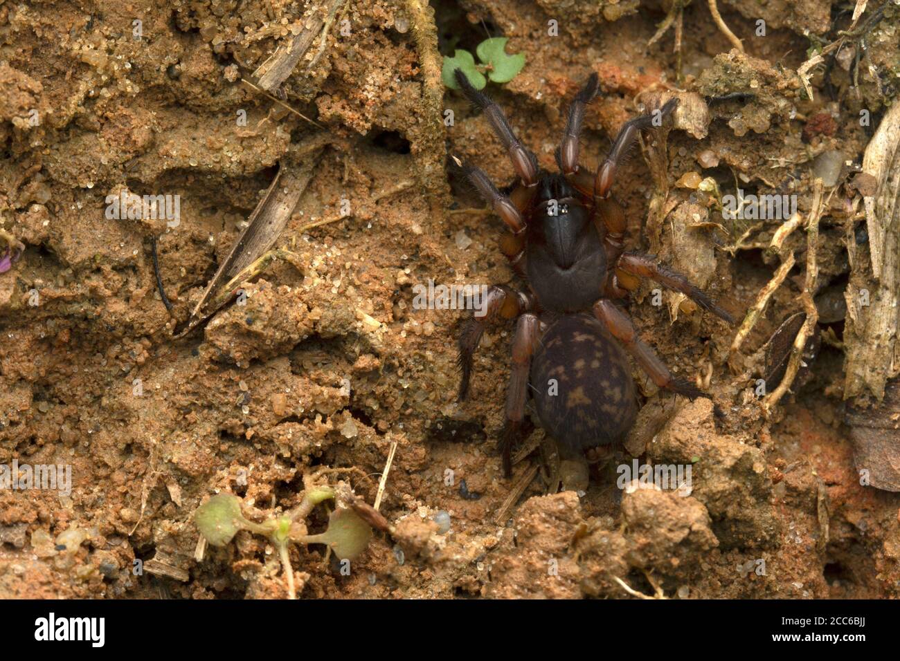 Tube web spider hi-res stock photography and images - Alamy