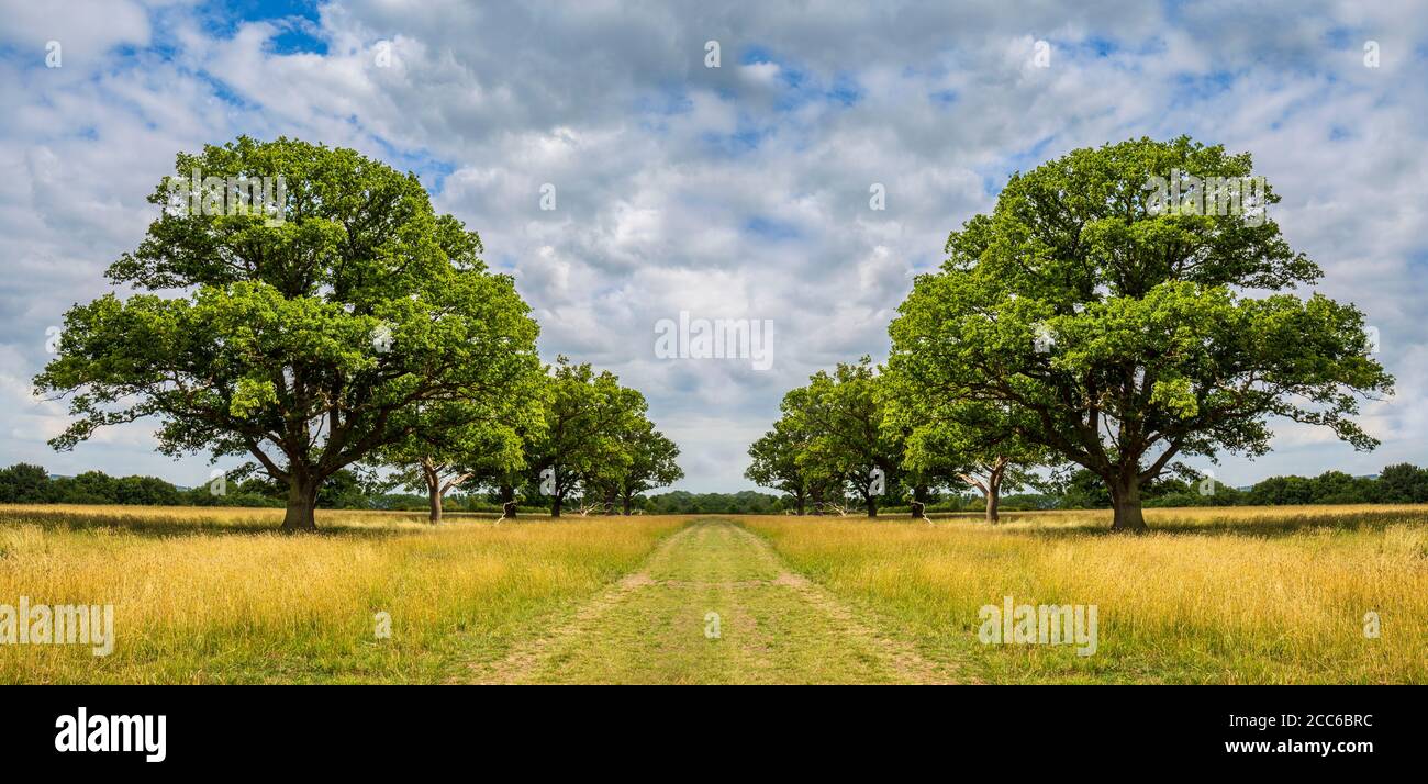 An avenue of oak trees hi-res stock photography and images - Alamy
