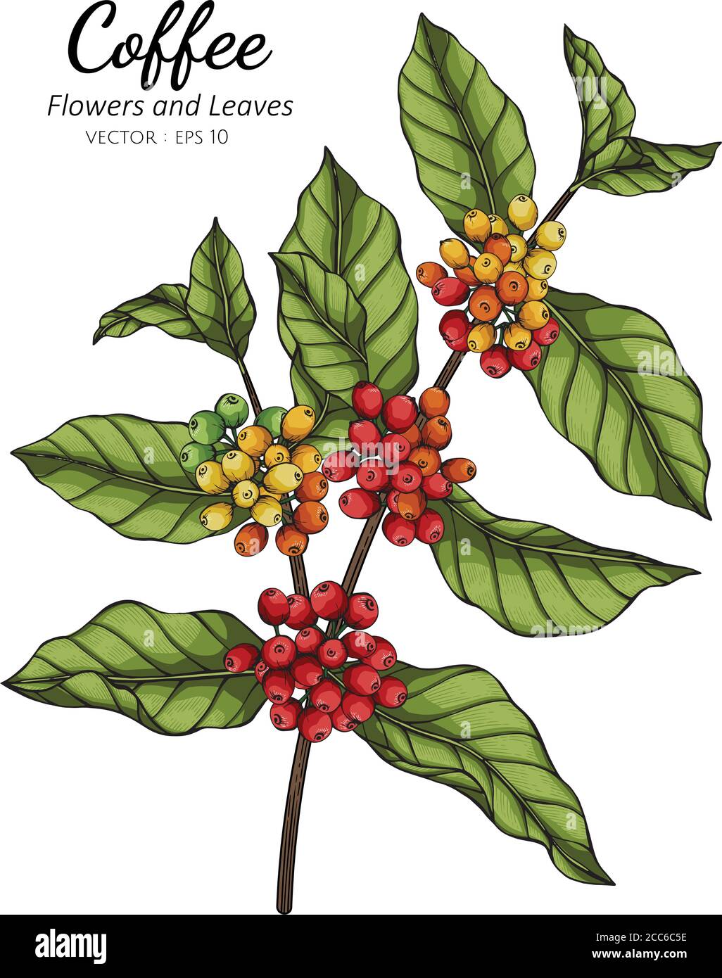 Coffee flower and leaf drawing illustration with line art on white ...