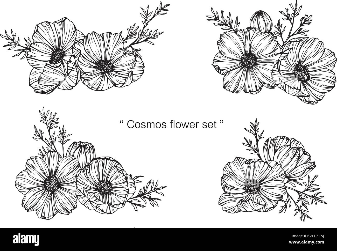 Cosmos flower and leaf hand drawn botanical illustration with line art ...