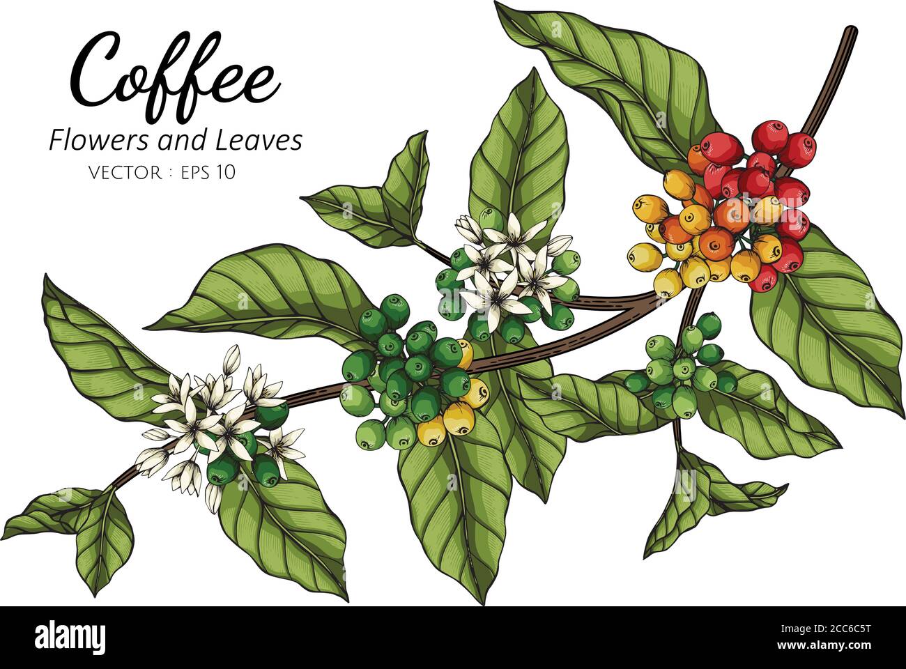 Coffee flower and leaf drawing illustration with line art on white ...
