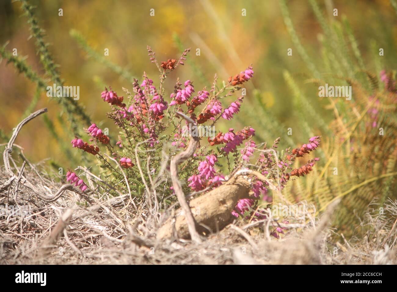 Mountain range scenery hi-res stock photography and images - Alamy
