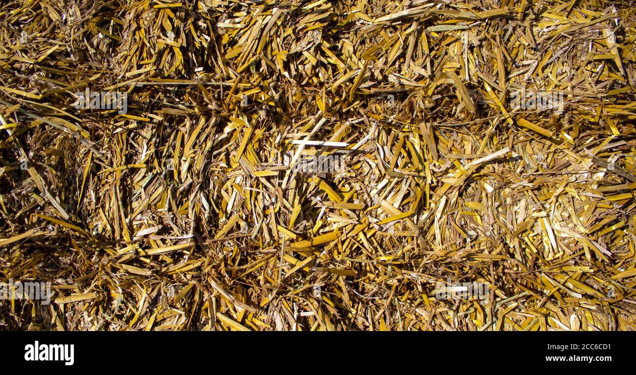Close up of straw background texture. Concept image. Peaceful nature ...