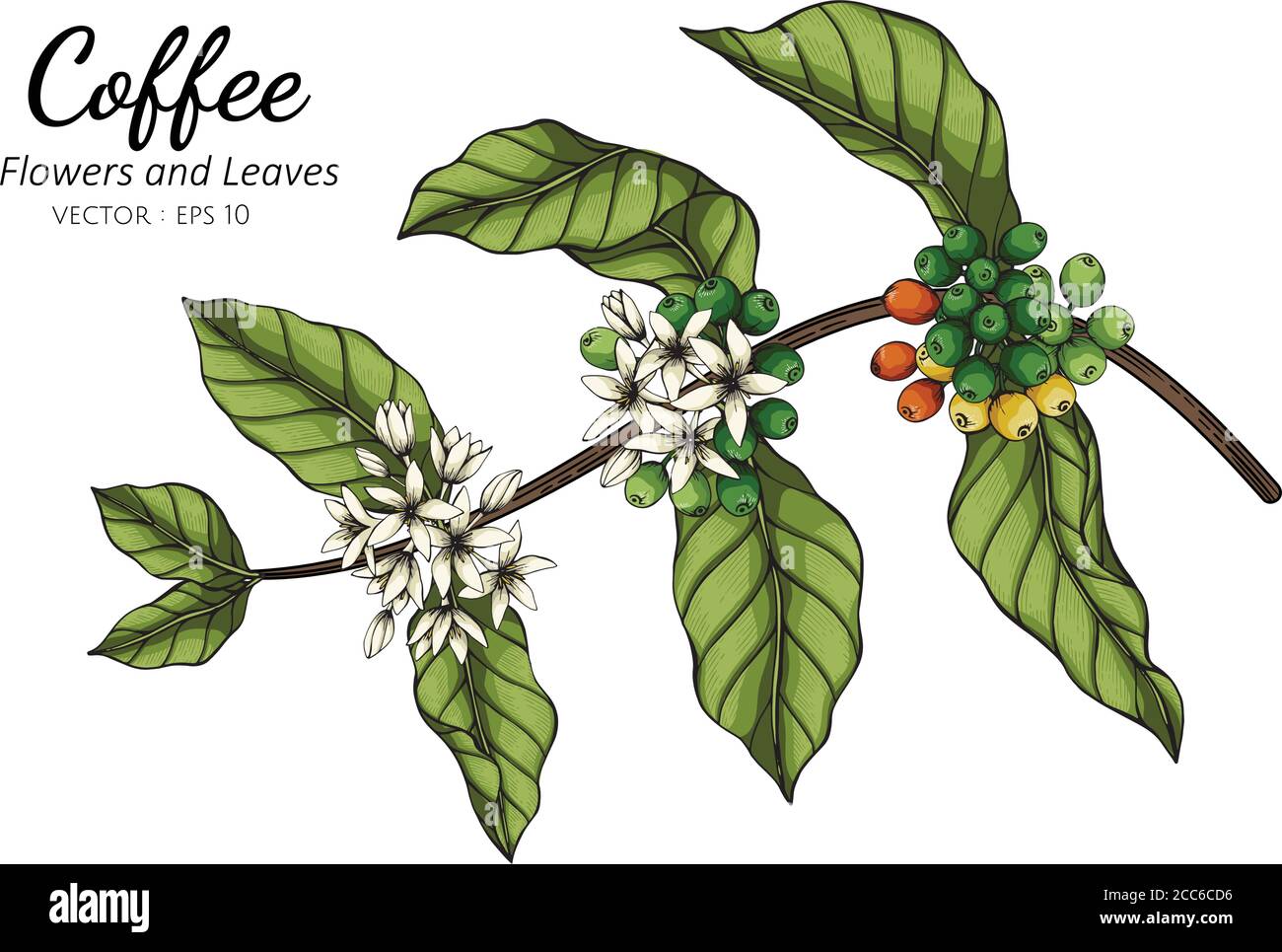 Coffee flower and leaf drawing illustration with line art on white ...