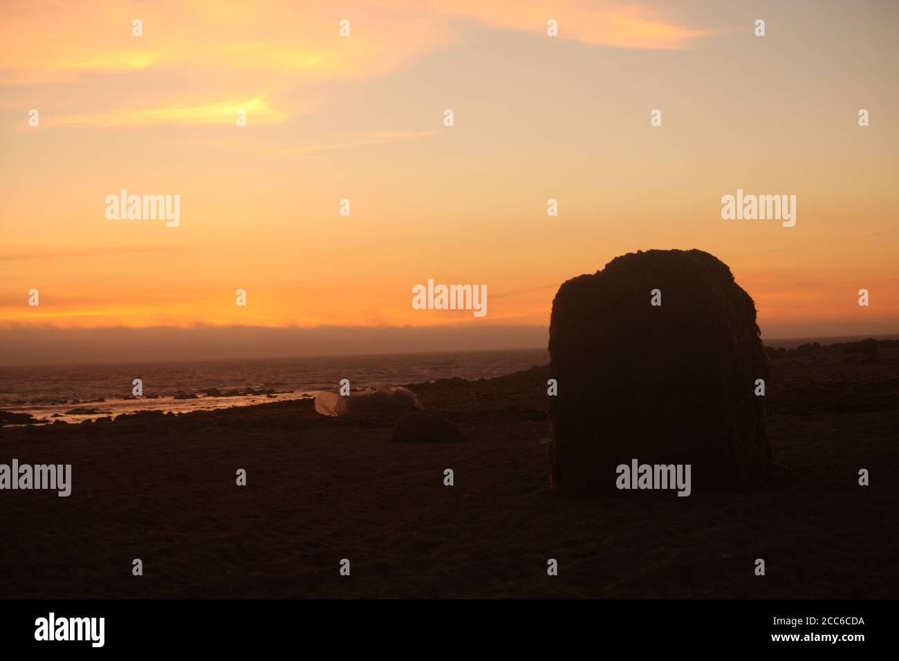 Sargasso hi-res stock photography and images - Alamy