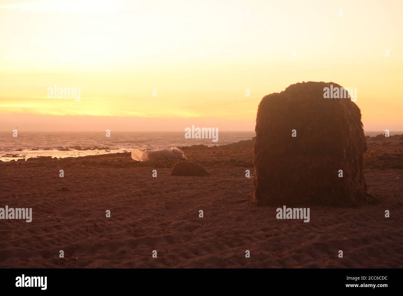 Sargasso hi-res stock photography and images - Alamy