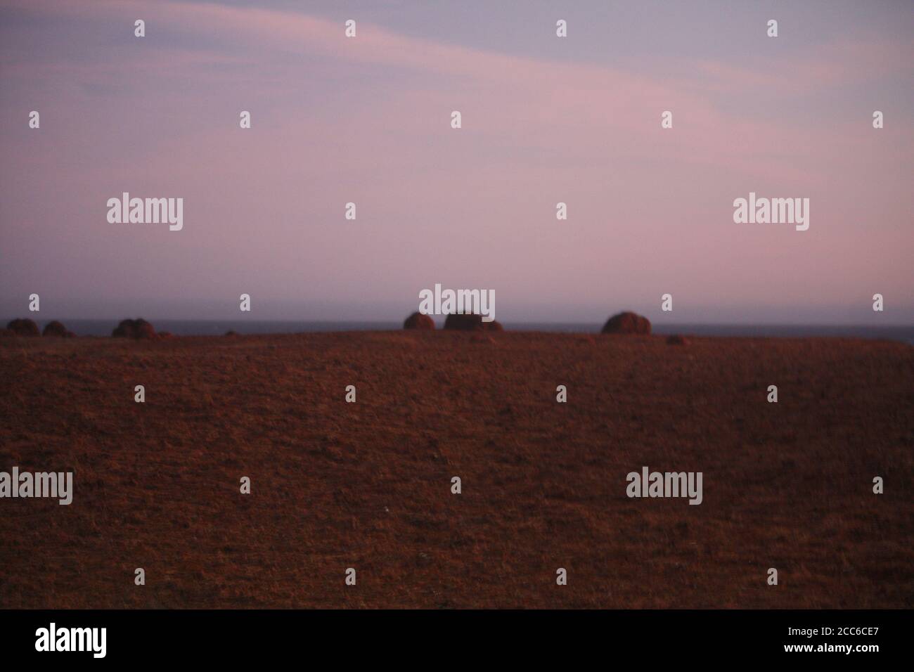 Dried sargasso piles Stock Photo - Alamy