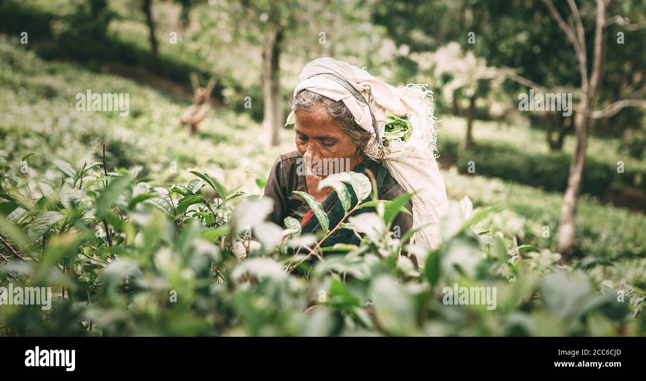 Female tea picker hi-res stock photography and images - Alamy
