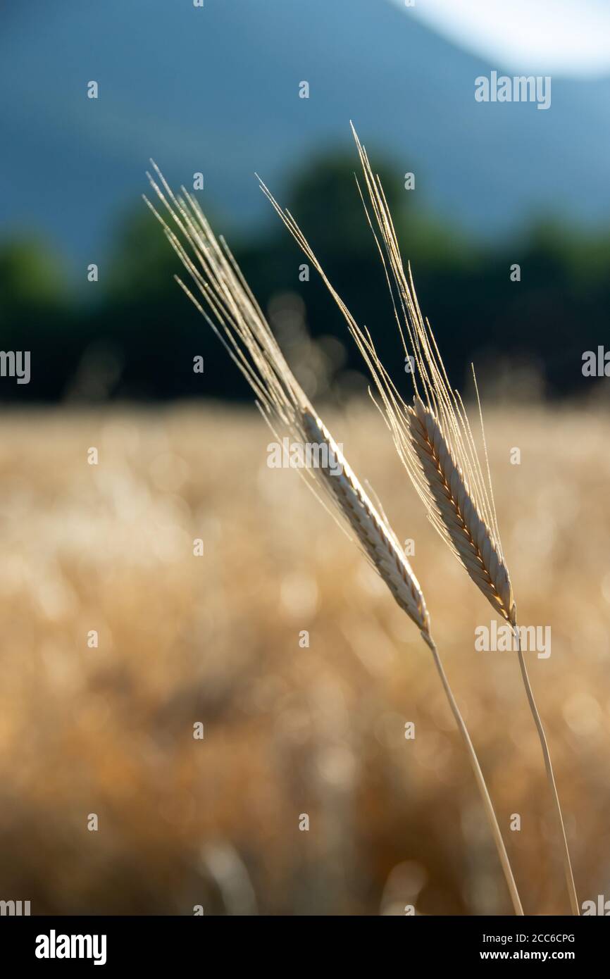 Spelt flower hi-res stock photography and images - Alamy