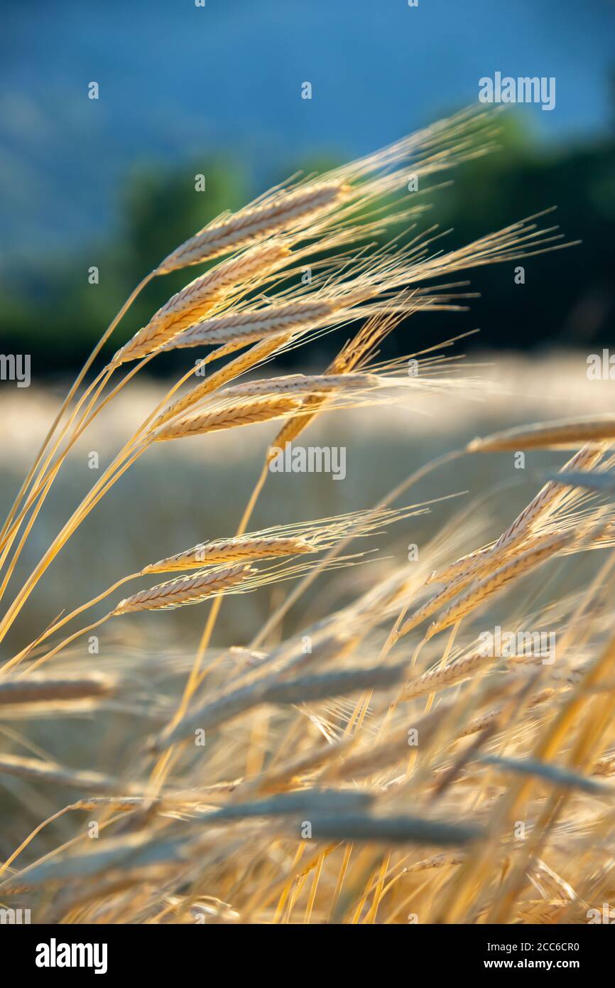 Spelt flower hi-res stock photography and images - Alamy