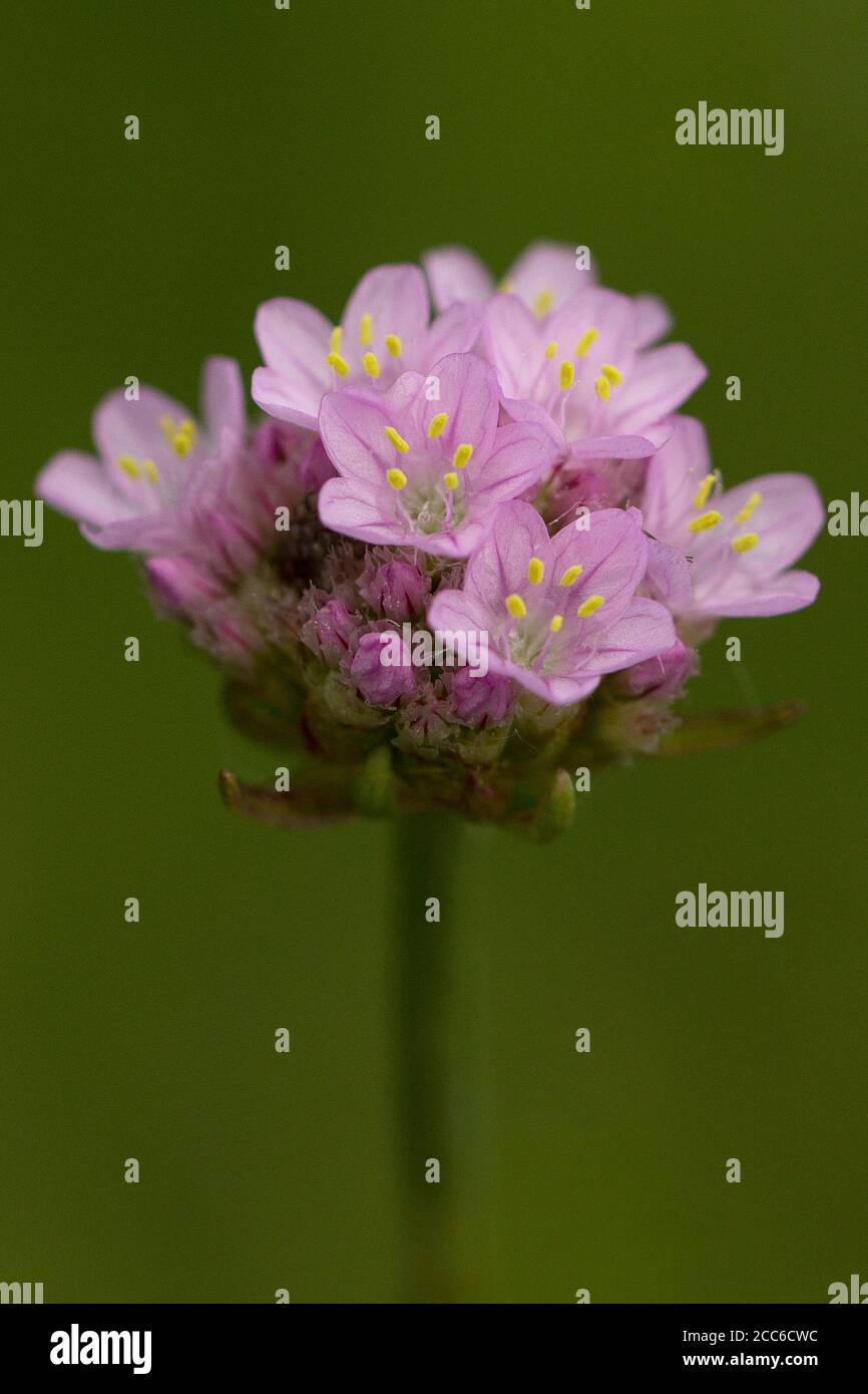 Pink wildflower cluster hi-res stock photography and images - Alamy