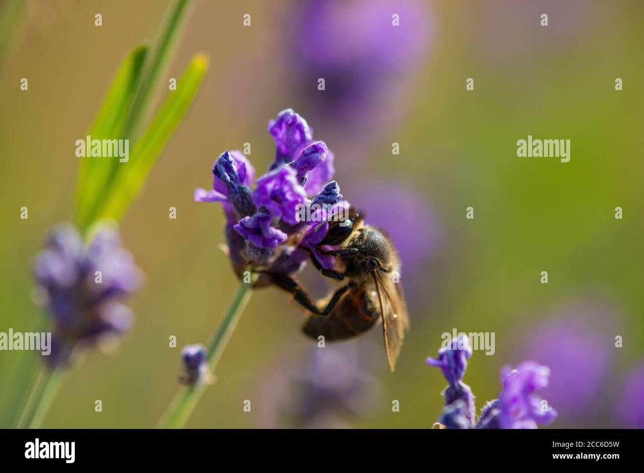 Honey bee foraging wild lavender flowers, Hautes-Alpes, France Stock ...