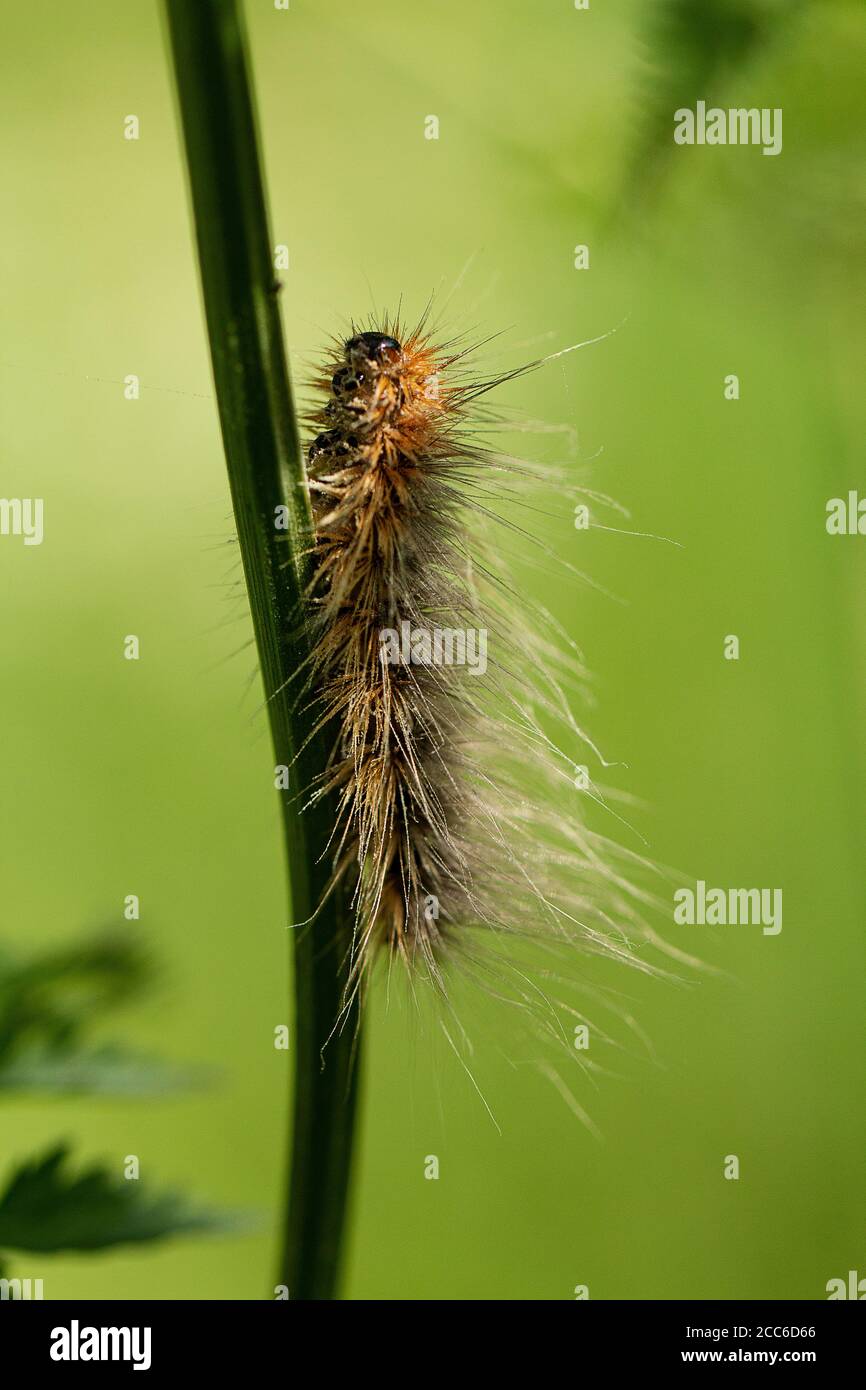 Tiger Moth caterpillar, Arctia caja Stock Photo - Alamy