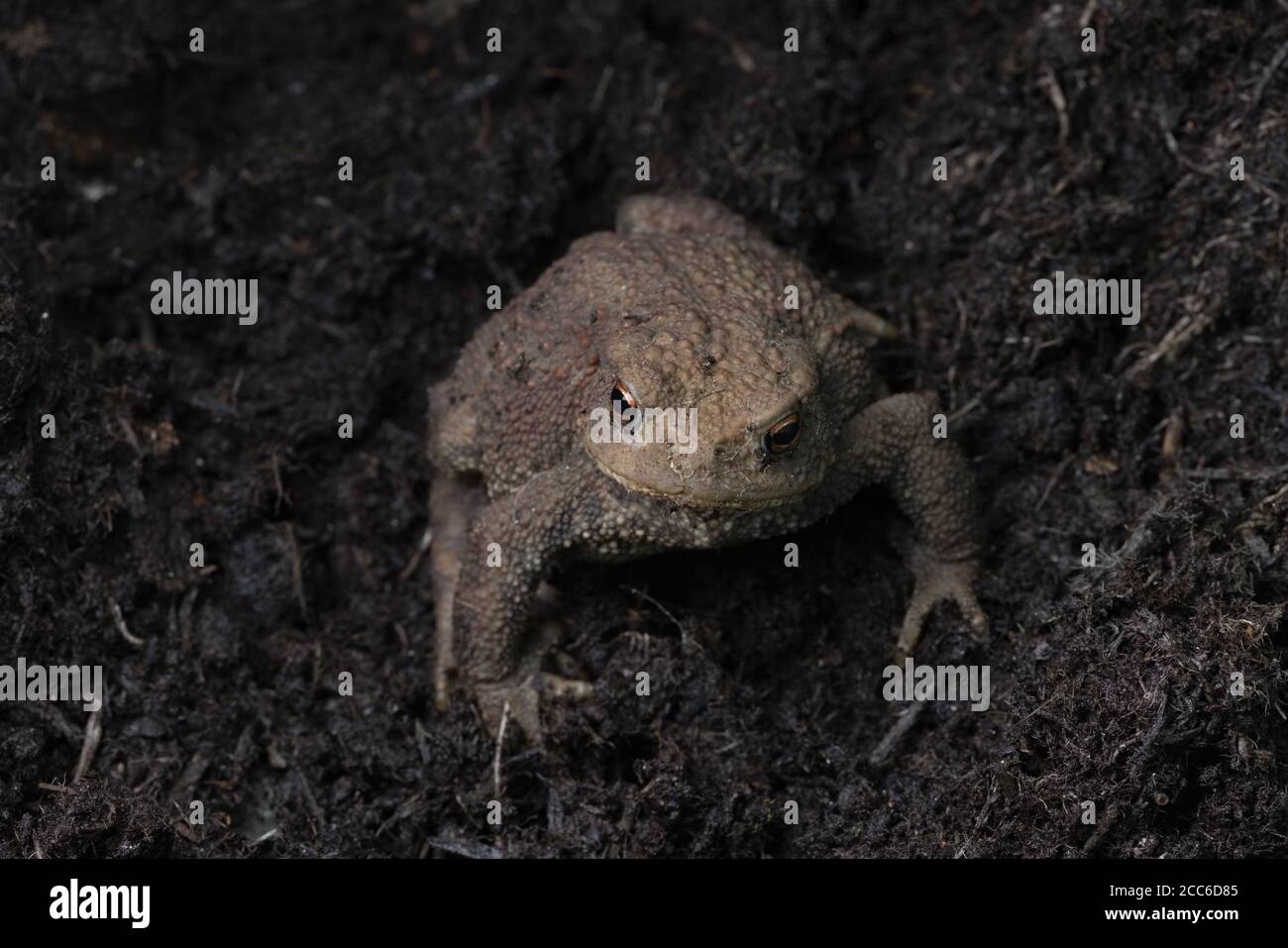 Striking orange eyes in this close up portrait of a common toad. Plain ...