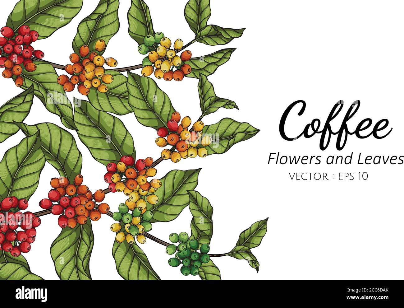 Coffee flower and leaf drawing illustration with line art on white ...